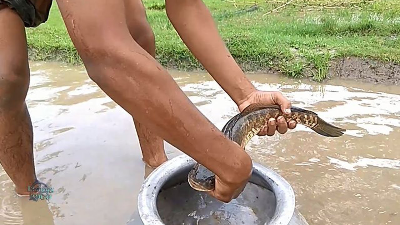 Fishing in Rainy Season | Big Shol Fish Catching by Hand in the Rainy ...