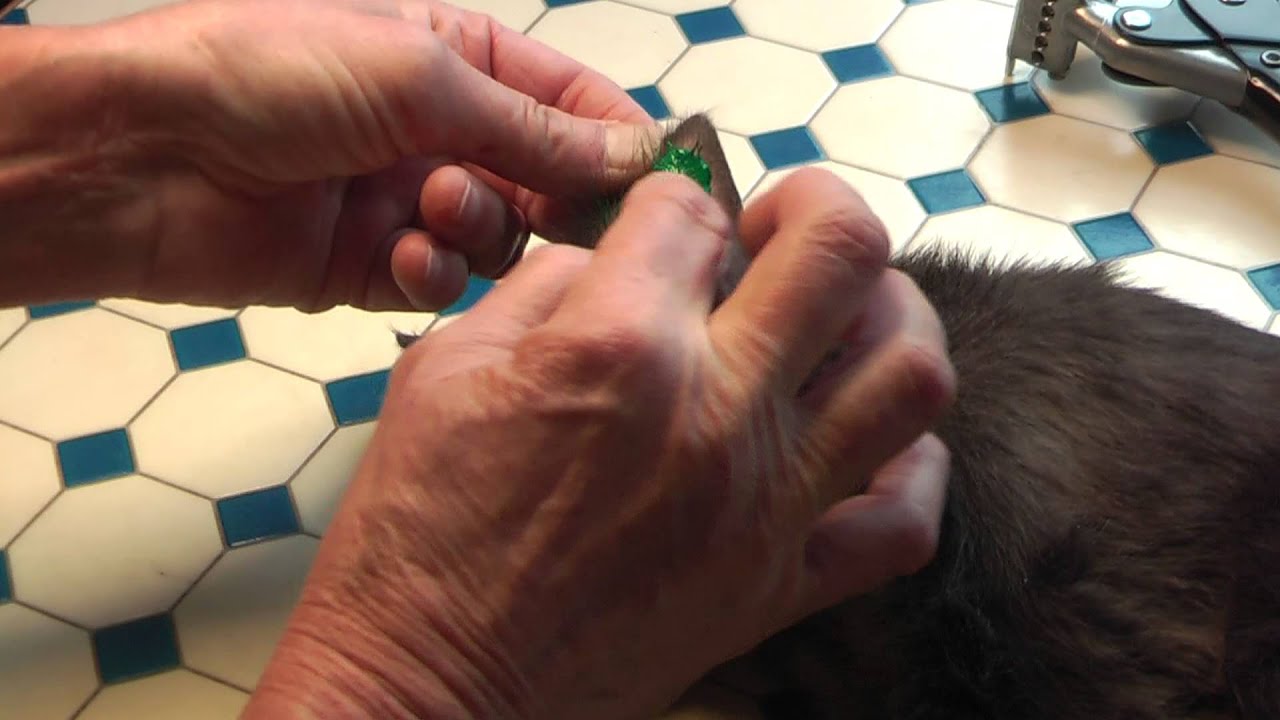 Gabriele Surgery: After Spaying: Giving a Tattoo for Identification ...
