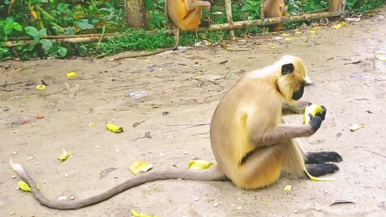 The king Hanuman. #hanuman #monkey #viral #viralvideo #animals # ...