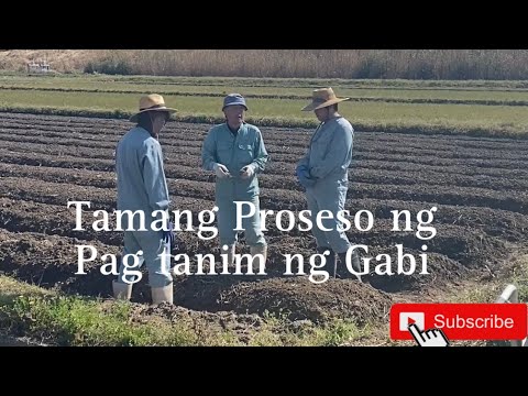 Tamang Proseso ng Pag tanim ng Gabi/Pinay farmer sa Japan - YouTube