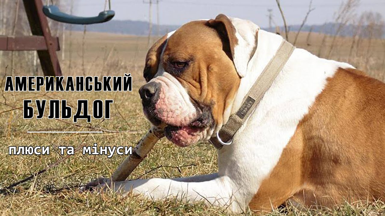 АМЕРИКАНСЬКИЙ БУЛЬДОГ. Плюси та мінуси породи амбуль - YouTube