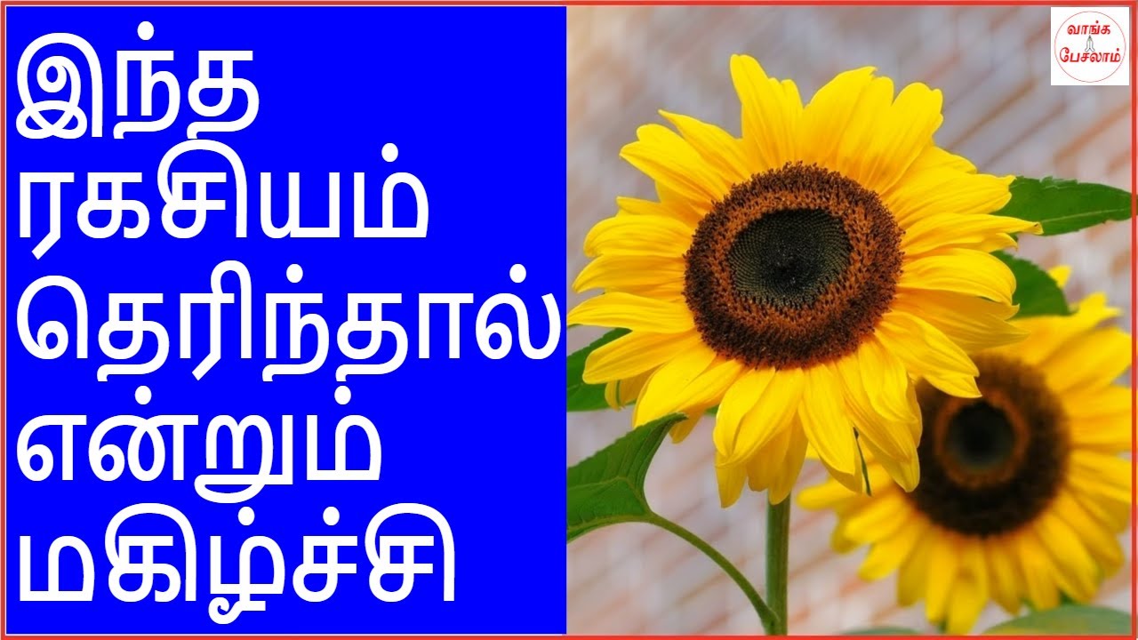 The Secret Of Happiness In Tamil the-secret-of-happiness-in-tamil