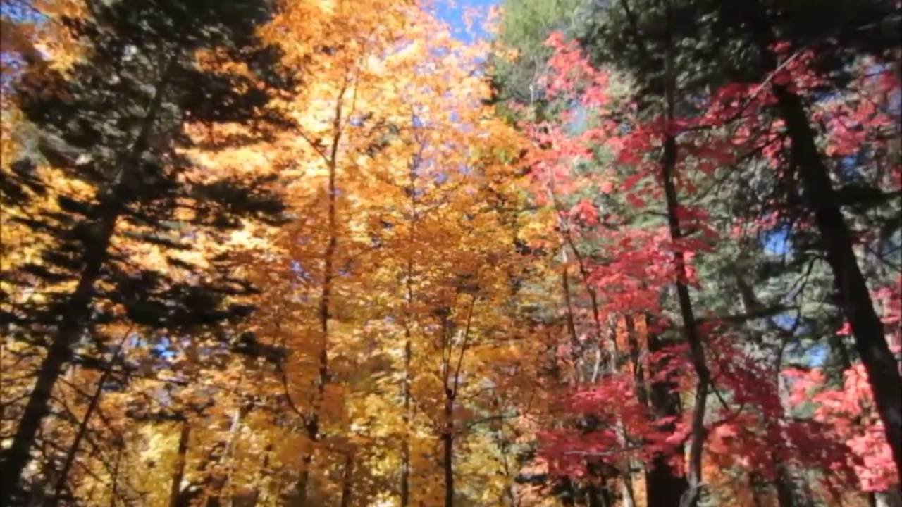 October 2016 Fall Colors on the Mogollon Rim ("See Canyon" Trail #184 ...