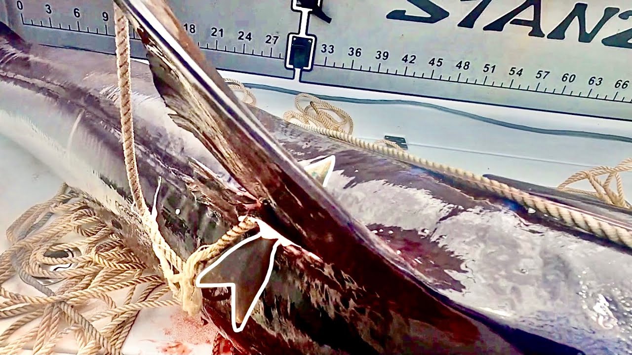*HARPOONED* in the Dorsal Fin! Hat Trick of Swordfish! - YouTube