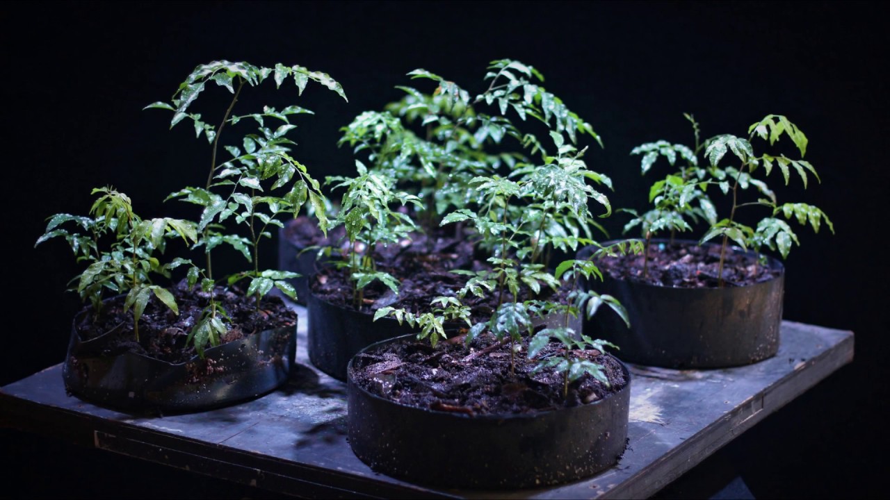 Bálsamo - Cabreúva (Myroxylon peruiferum) talvez futuros Bonsai - YouTube