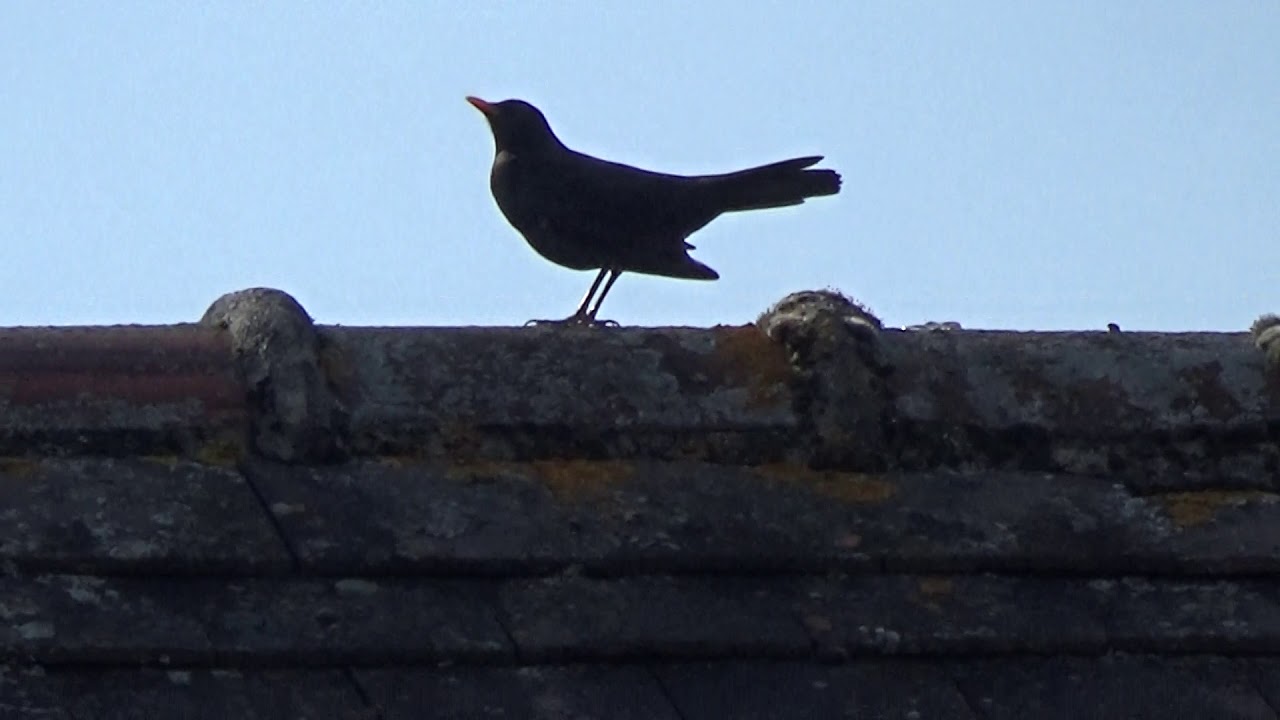 Le merle qui chante avec élégance - YouTube