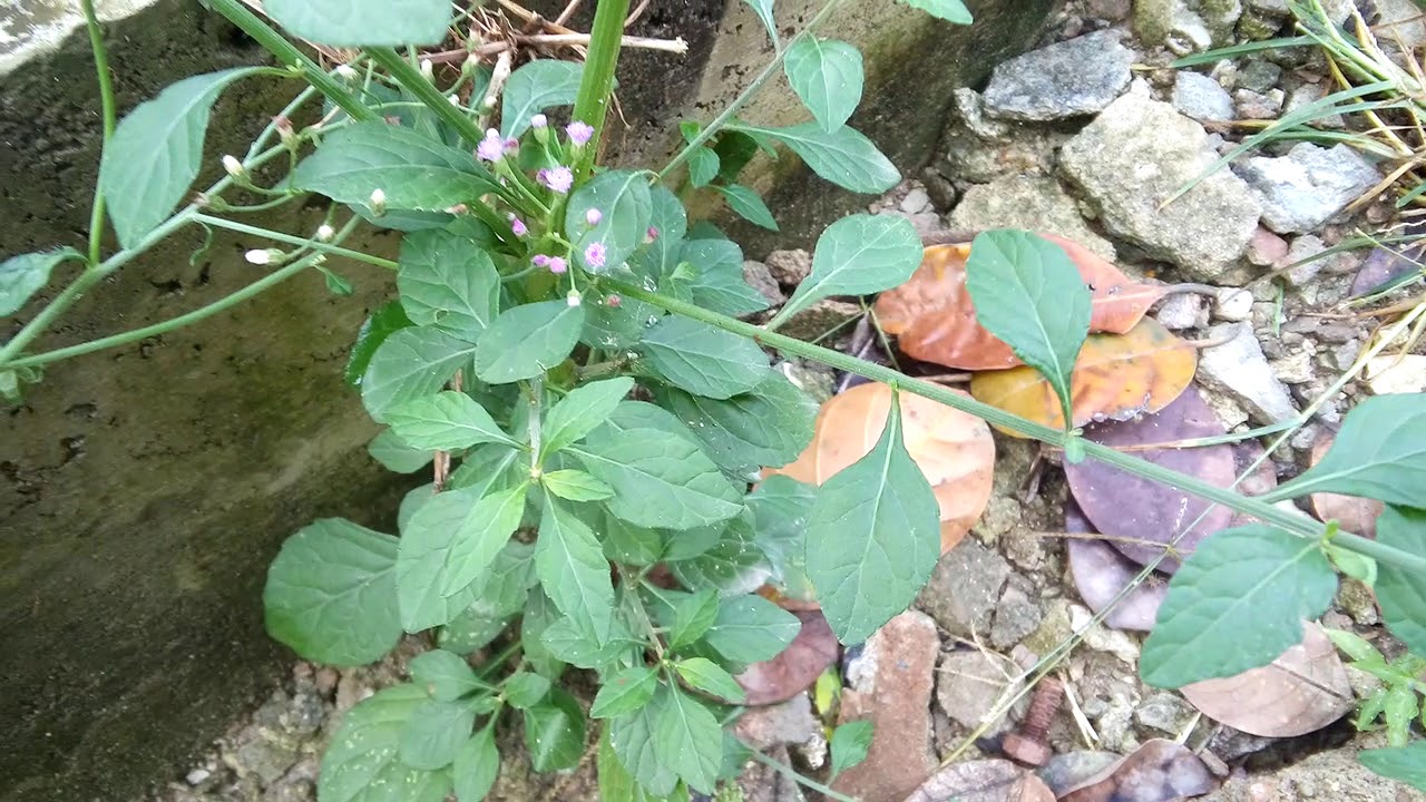 මොණරකුඩුම්බිය monarakudumbiya - YouTube