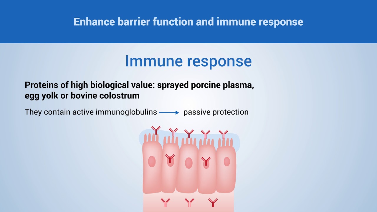 333Gut health: Potentiation of the barrier function and the immune ...