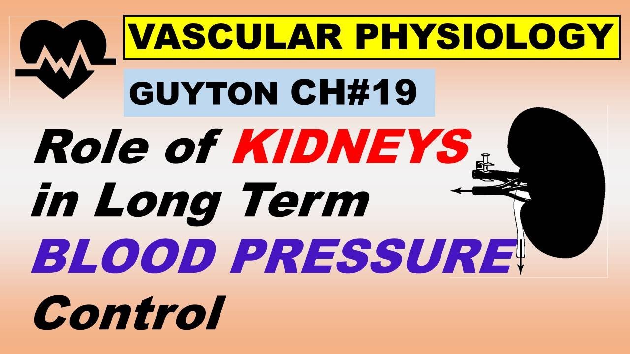 Ch#19 Physiology Guyton | Role of Kidneys in Long Term Control of ...