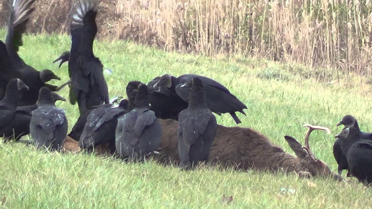 Black Vultures in Connecticut - YouTube