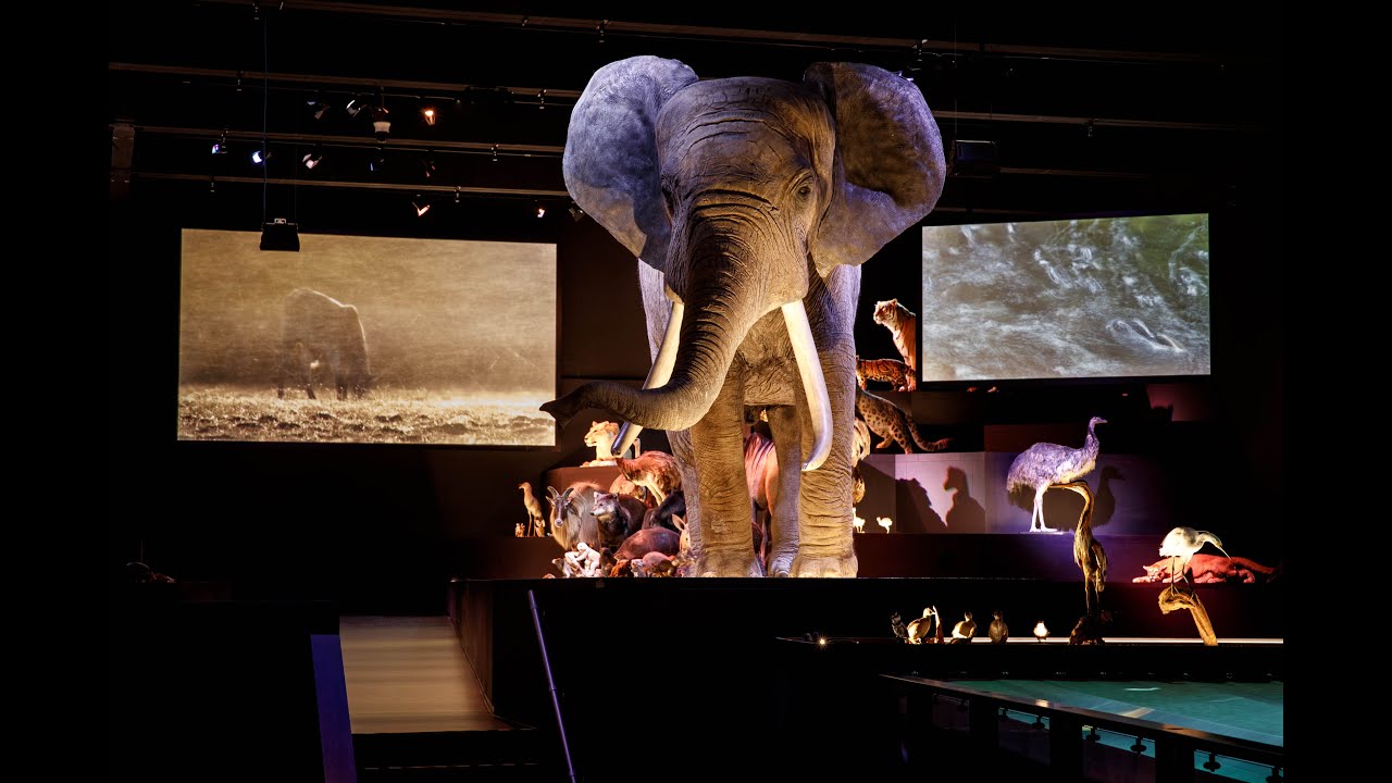 Naturalis Biodiversity Center, The European Museum of the Year - 2021 ...