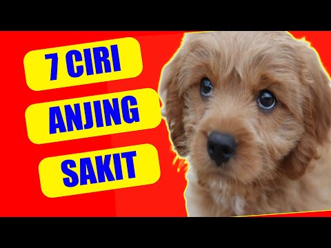 Inilah 7 Ciri Anjing Sakit | Segera Kenali Sebelum Terlambat!!!