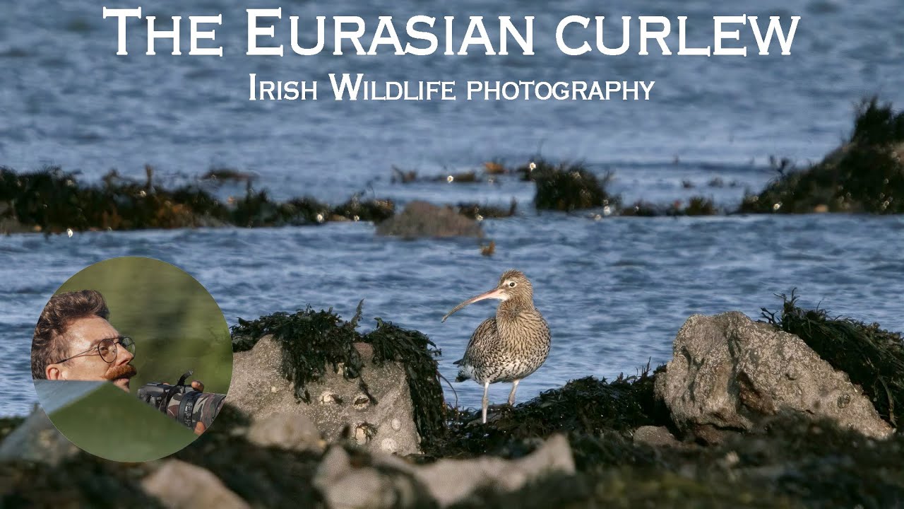 The Eurasian Curlew | Irish Wildlife Photography (Bird Photography ...