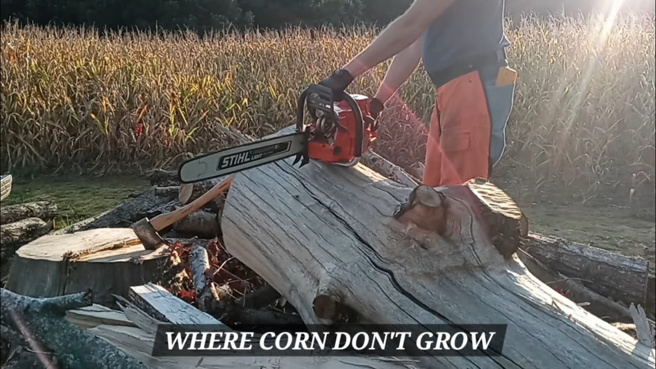 BIG LOG CHAINSAW BUCK with Rams Horn exhaust @rockymountainchainsaw ...