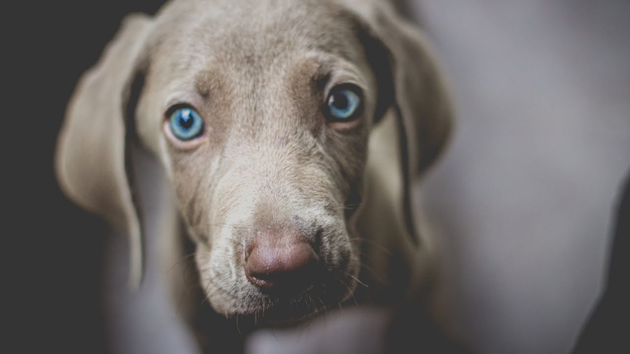 Weimaraners are beautiful, elegant dogs known for their sleek and shiny ...