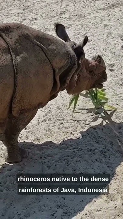 "The Last Giants" Protecting the Javan Rhino from Extinction" - YouTube