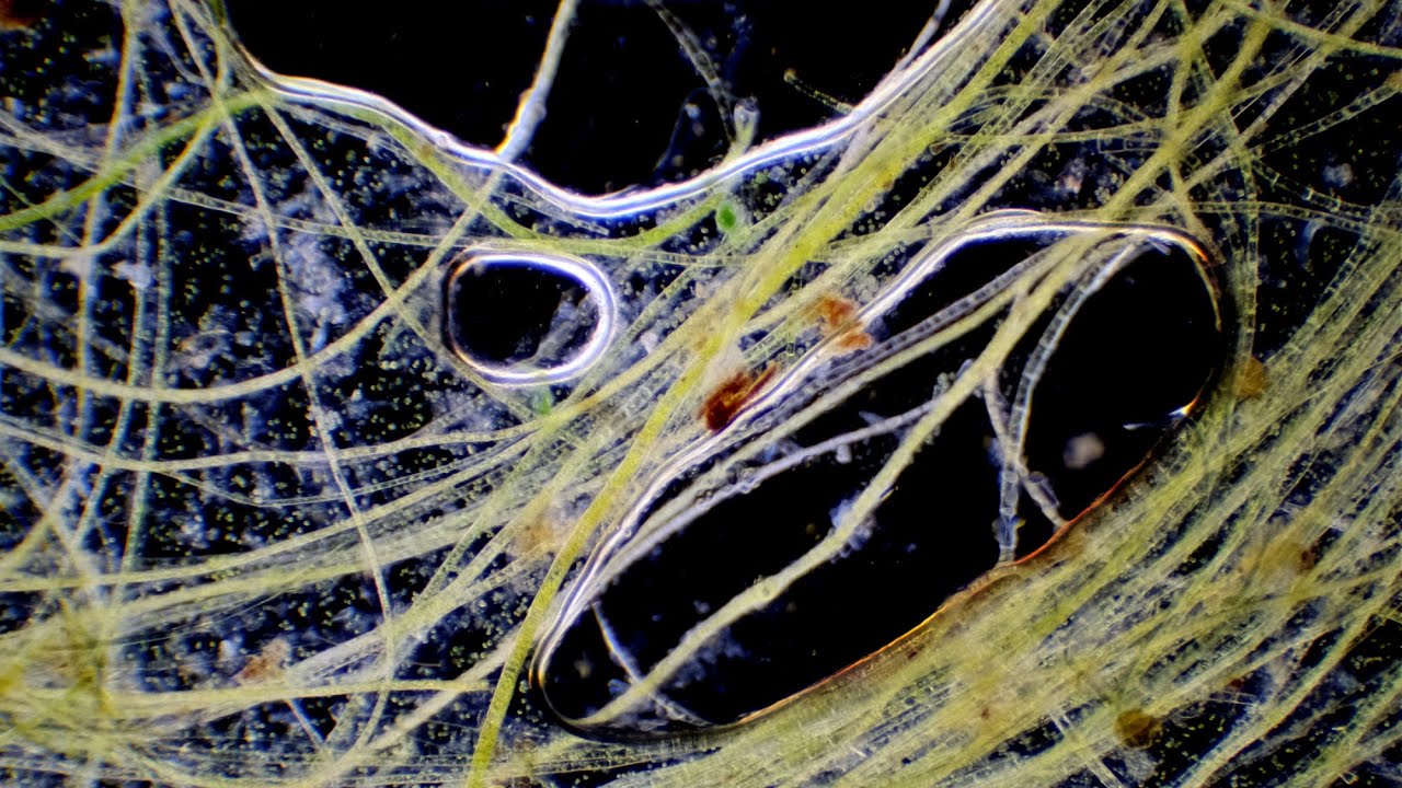 See oxygen created by photosynthesis - YouTube