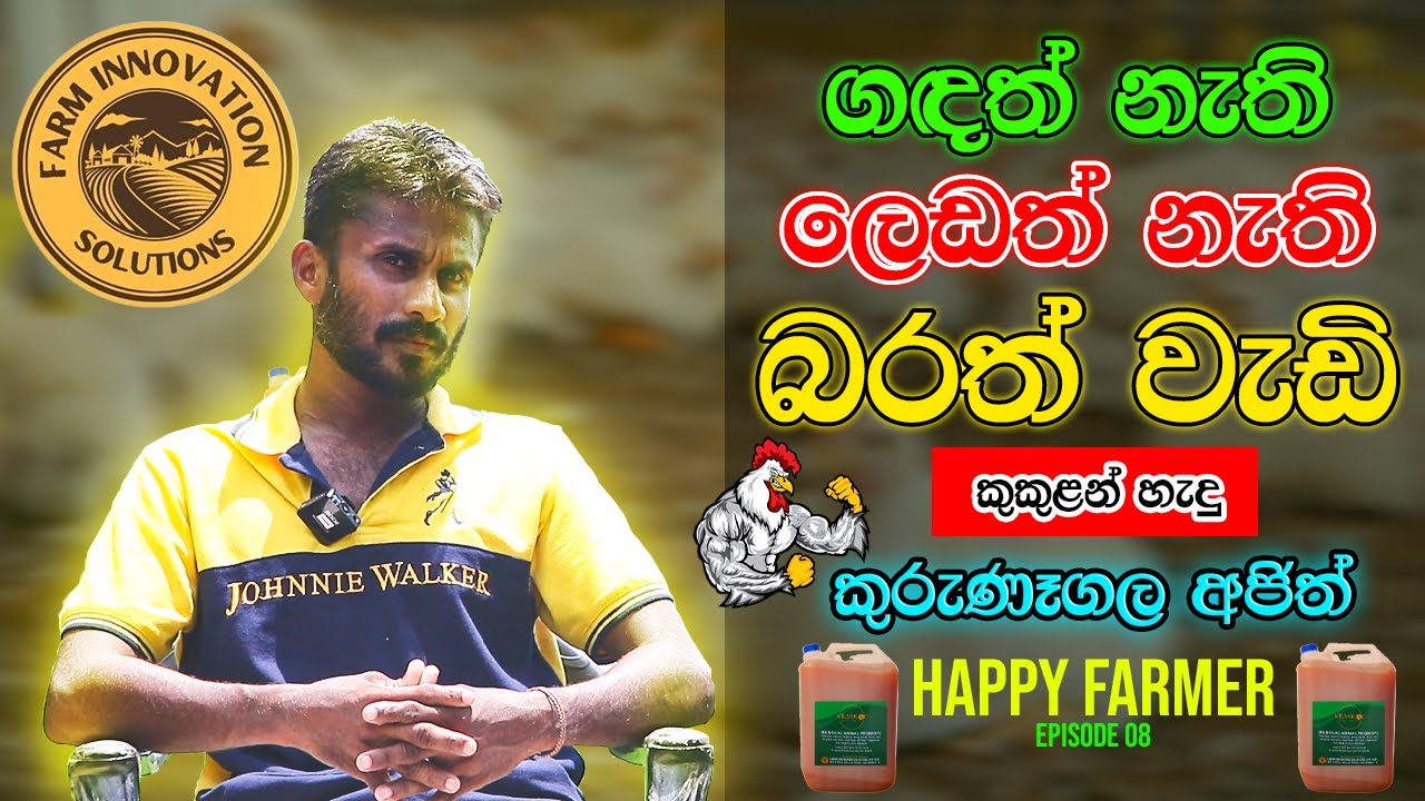 දින 38කින් සුපිරි ආදායමක් | Broiler Chicken | Milmolac | Sri Lanka ...