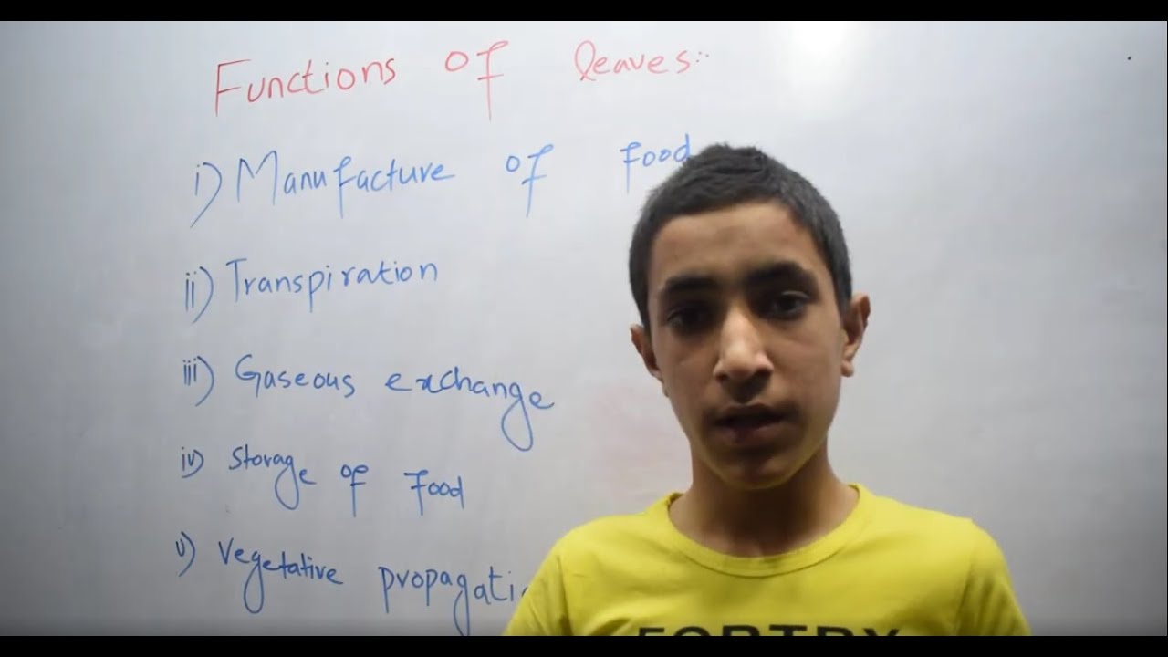 What Are The Function Of Leaves YouTube what-are-the-function-of-leaves-youtube