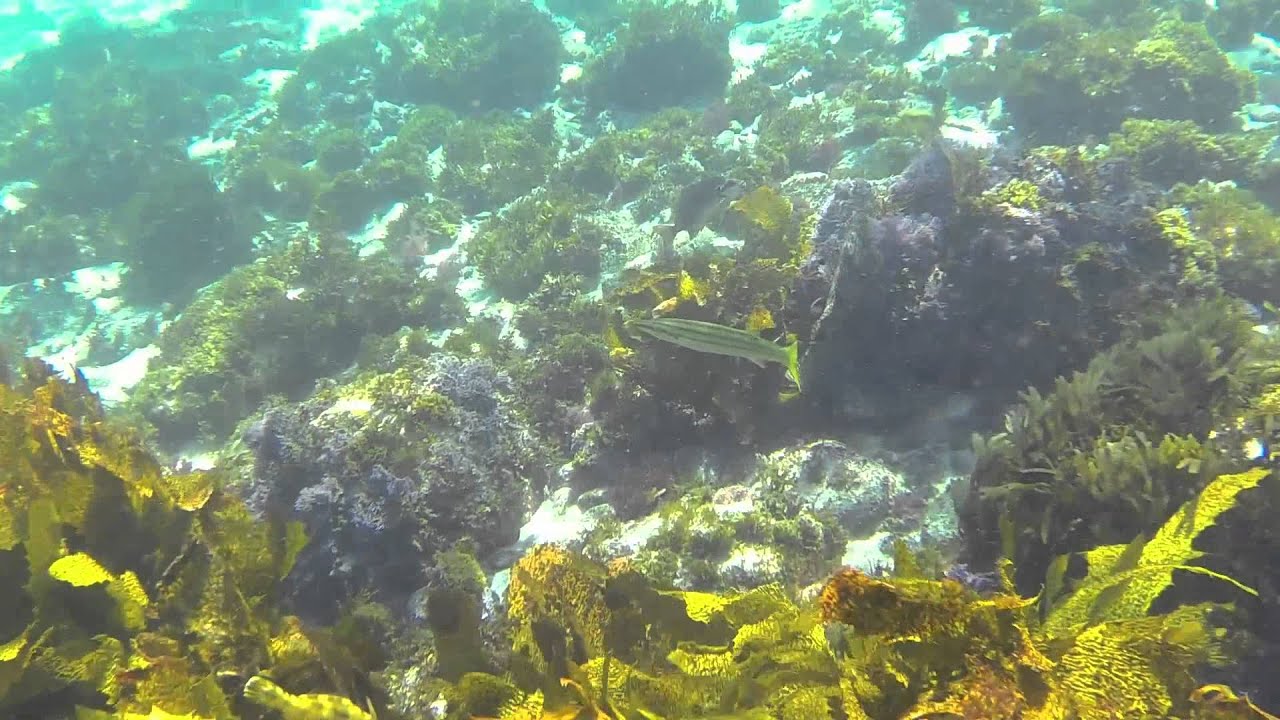 Elizabeth Beach, Pacific Palms area, Snorkelling at Shelly Beach, NSW ...