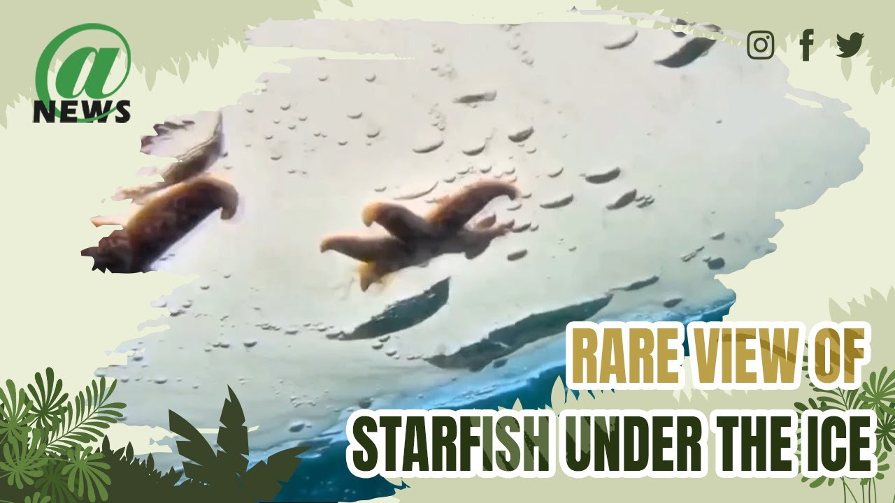 Rare View Of Starfish Under The Ice - YouTube