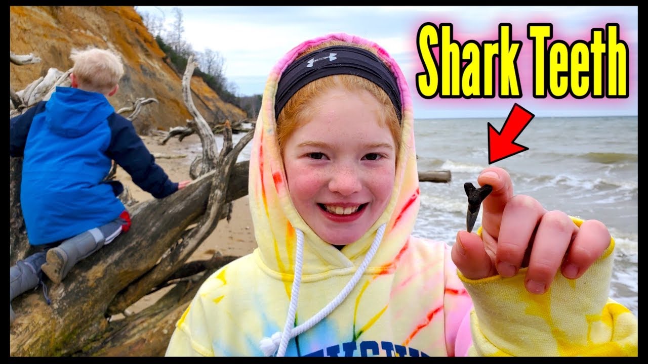 Shark Teeth & Fossils!! Family Adventure at Calvert Cliffs State Park (BAD Ending) - YouTube