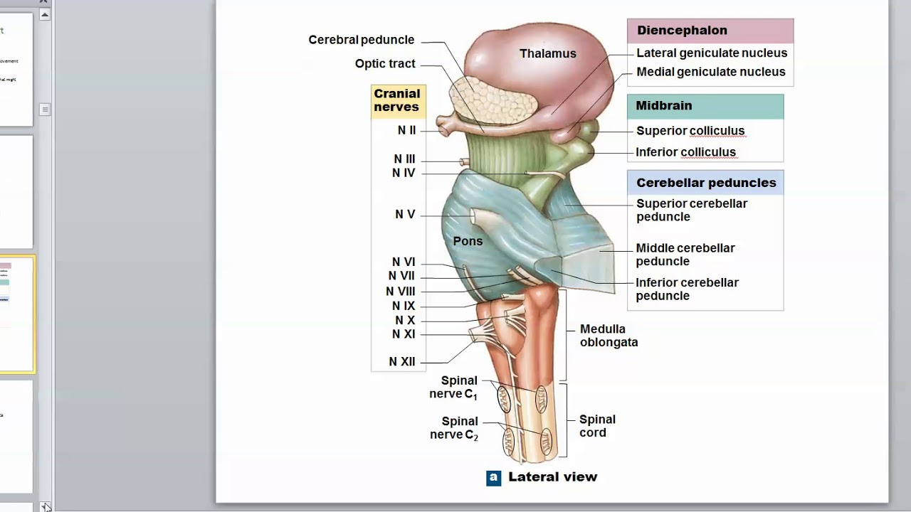 Brainstem YouTube brainstem-youtube