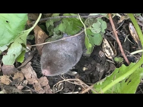 northern short tailed shrew digging threw dirt May 2024 - YouTube