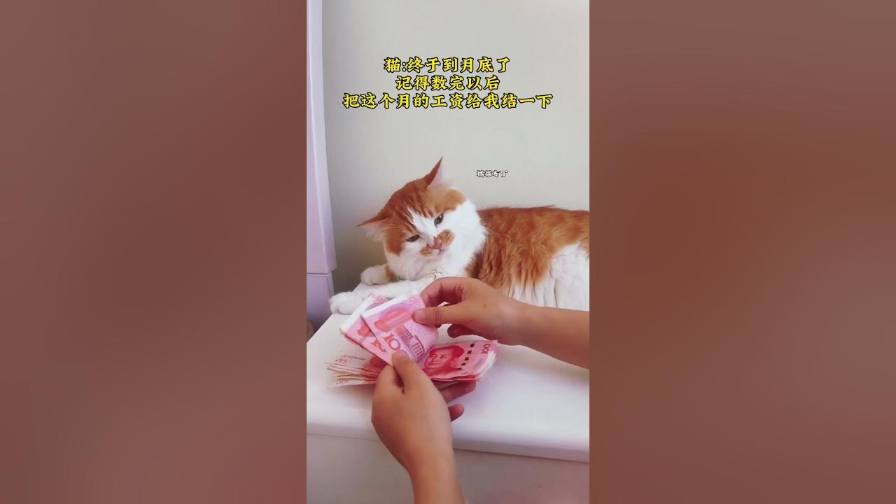 这玩意配合的挺好!就等着发工资了!橘猫还是那个橘猫 斤的猫斤的反骨 反骨猫 没有一口猫粮是白吃的 猫咪的日常 Youtube