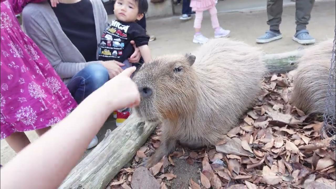 Capybara at Torius Petting Zoo - YouTube