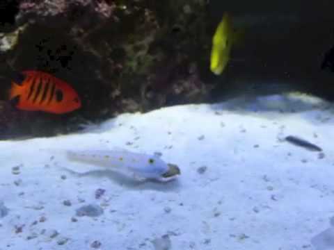 Skippy's Mouthful Diamond Back Goby eats - YouTube