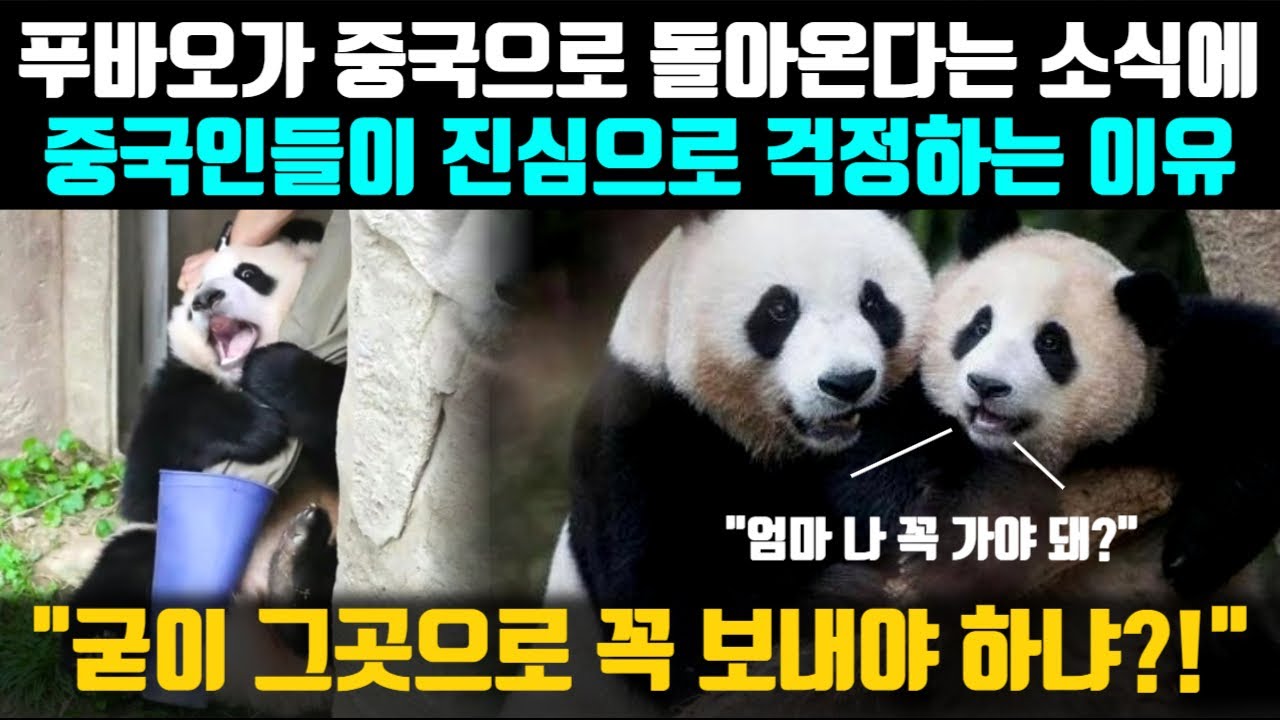 중국반응 푸바오가 중국에 머무를 후보 장소가 알려지자 중국인들이 화들짝 놀란 이유 Youtube