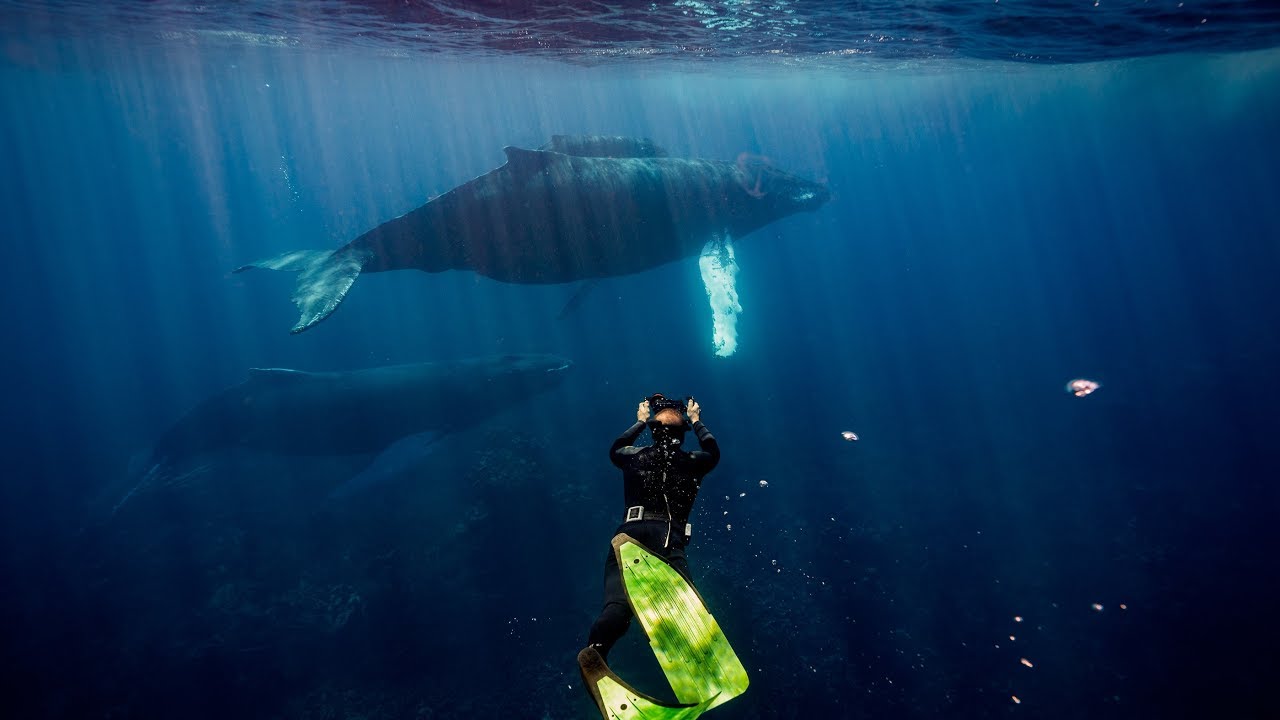 Swimming with Whales at the Silver Bank | Go Dominican Republic - YouTube