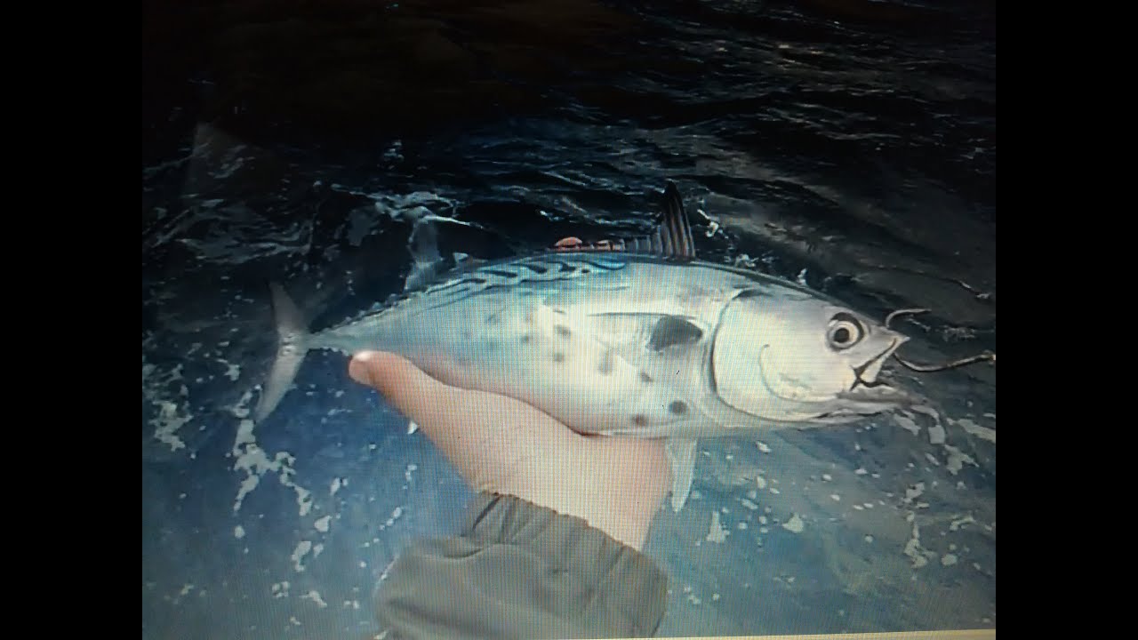 Pesca al tonno con il vivo - Stretto di Messina - YouTube