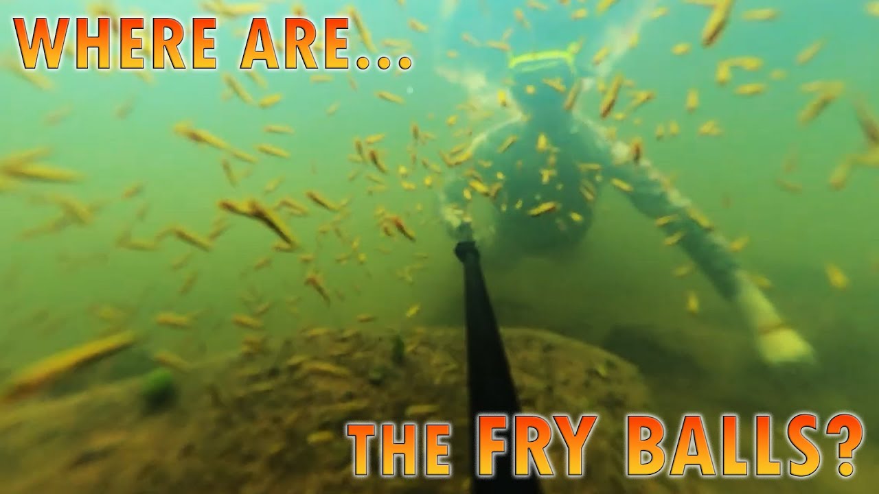 Where are the FRY BALLS? WHY are there fewer #Snakehead Fry Balls this ...
