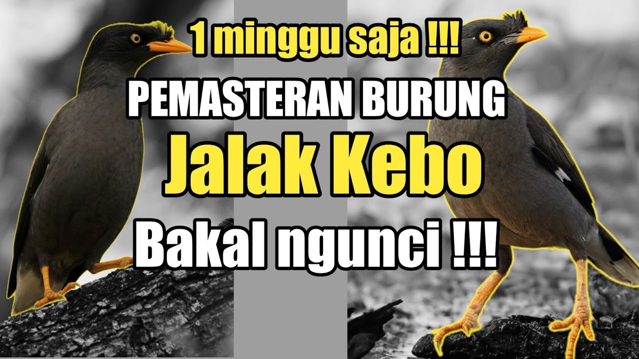 Cara Pemasteran Jalak Kebo || BUKTIKAN CUKUP 1 MINGGU !!! Masteran ...