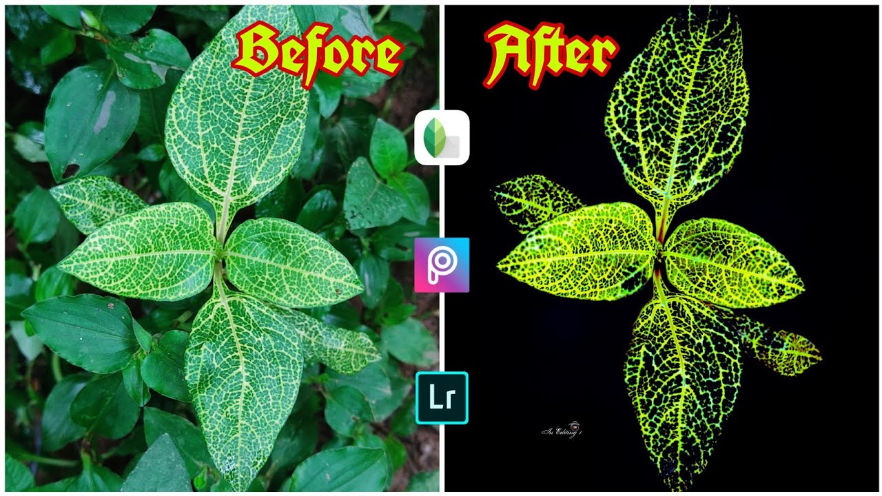 Leaf Photo Editing - Mobile Photography Tutorial Videos | Photo Editing ...