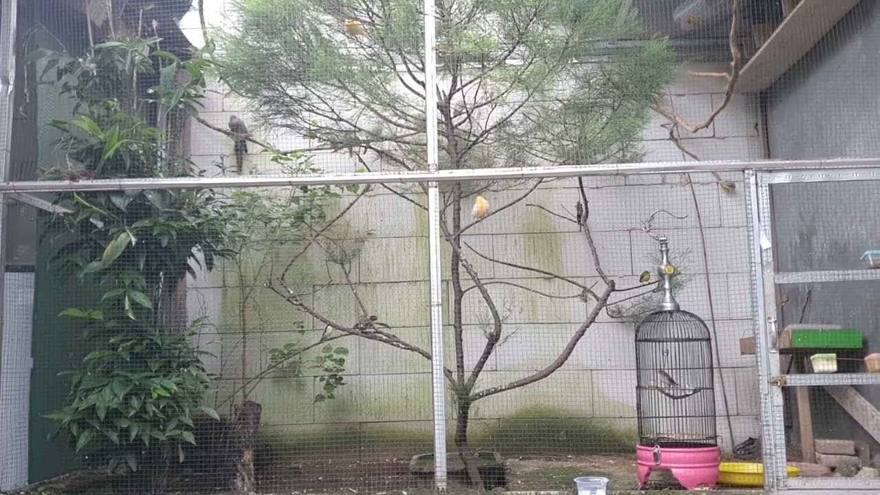 menambah burung di kandang AVIARY @zahirmaniaa - YouTube