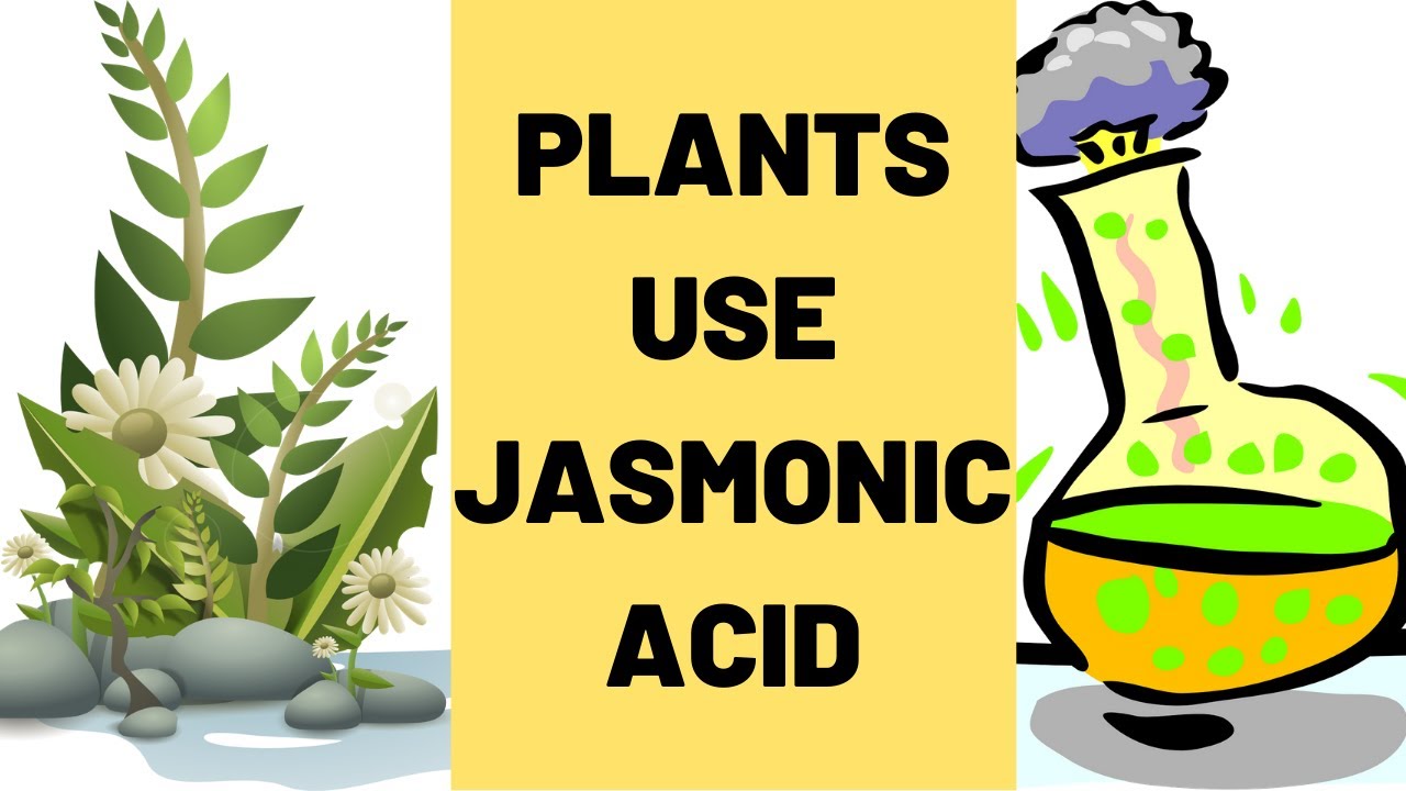 How Plants Use Jasmonic Acid? - YouTube