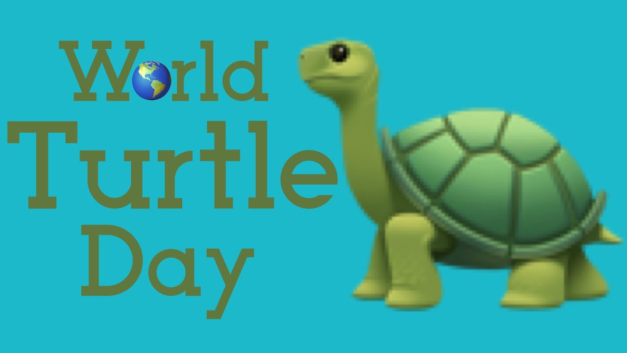 900-World Turtle Day 2020 ~ RebornLoveIsReal - YouTube