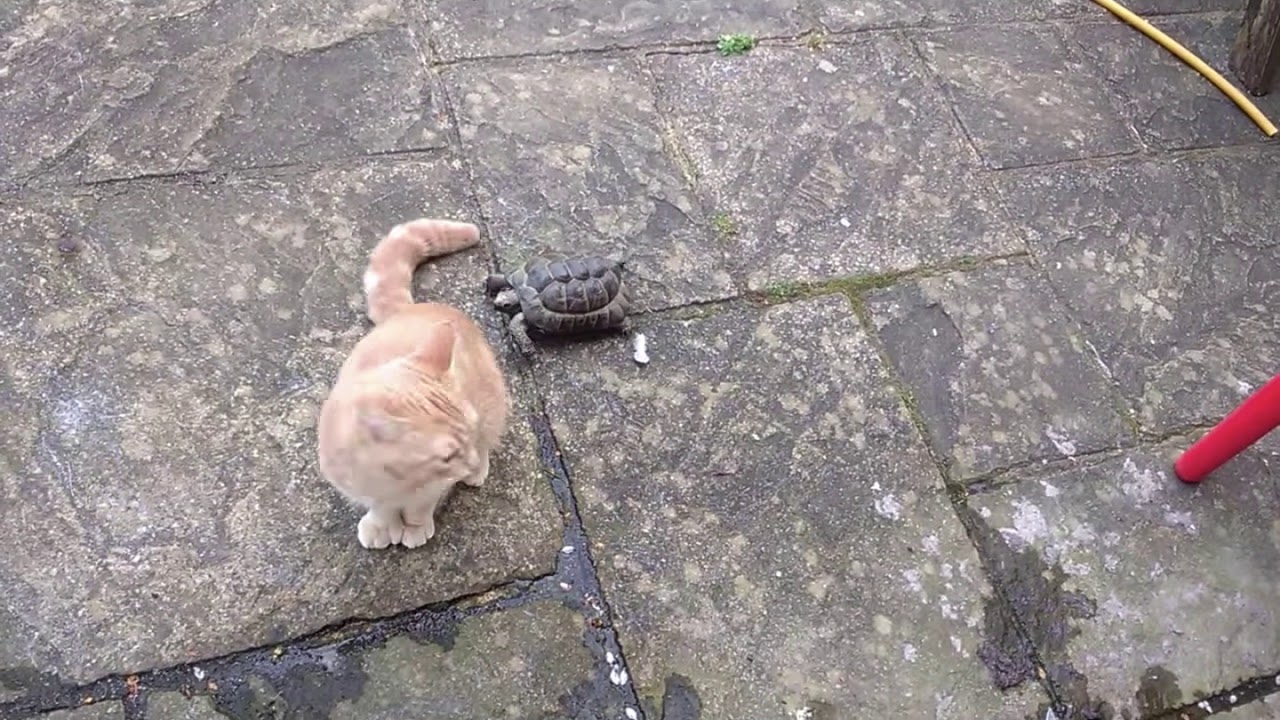 Fast Turtle - YouTube