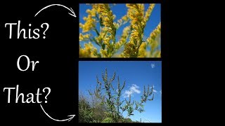 Goldenrod or Ragweed