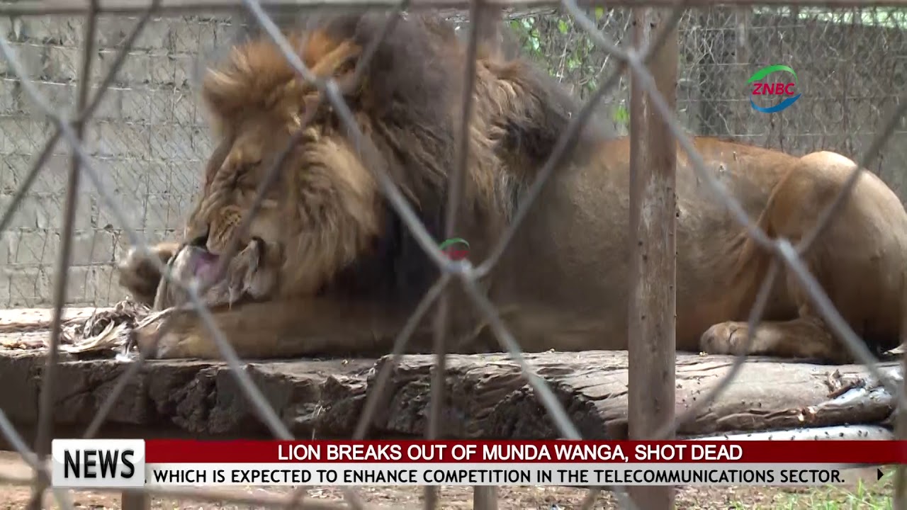 LION ESCAPES - YouTube