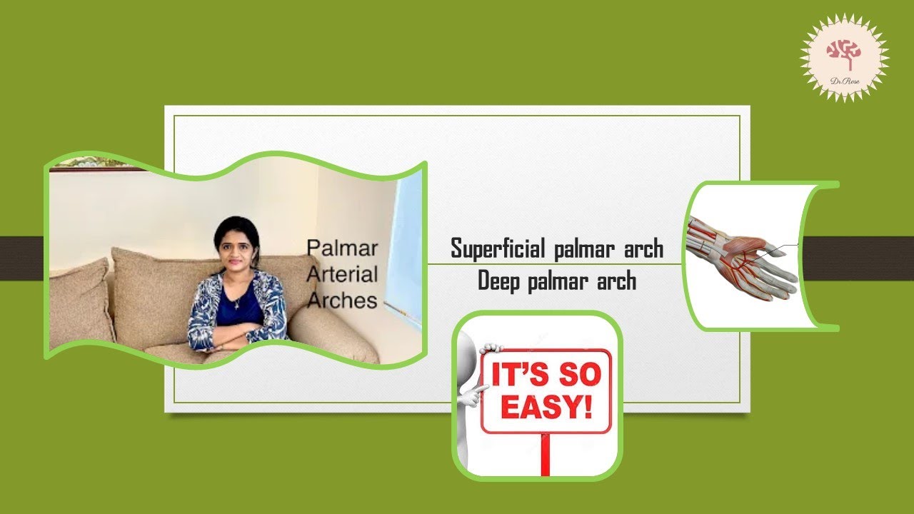 Palmar arterial arches👩‍🏫😇🎥superficial & deep palmar arch - YouTube