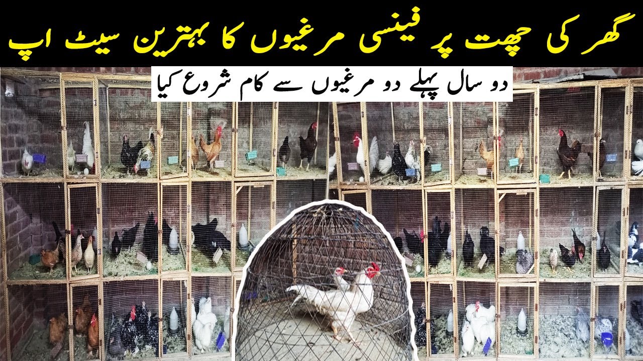 Visit Sheikh Waleed Fancy Hens Setup || Beautiful Fancy Hens in ...