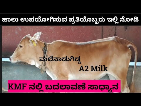 ಹಾಲು ಕುಡಿಯುವ ಪ್ರತಿಯೊಬ್ಬರೂ ನೋಡಲೇಬೇಕು. KMF ನಲ್ಲಿ ಬದಲಾವಣೆ ಸಾಧ್ಯನಾ ...