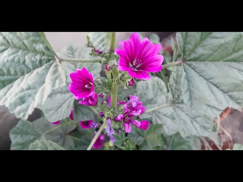 Winter Flower | French Mallow (Malva - Sylvestris) |  Tips To Grow Hollyhocks From Seeds In Pot