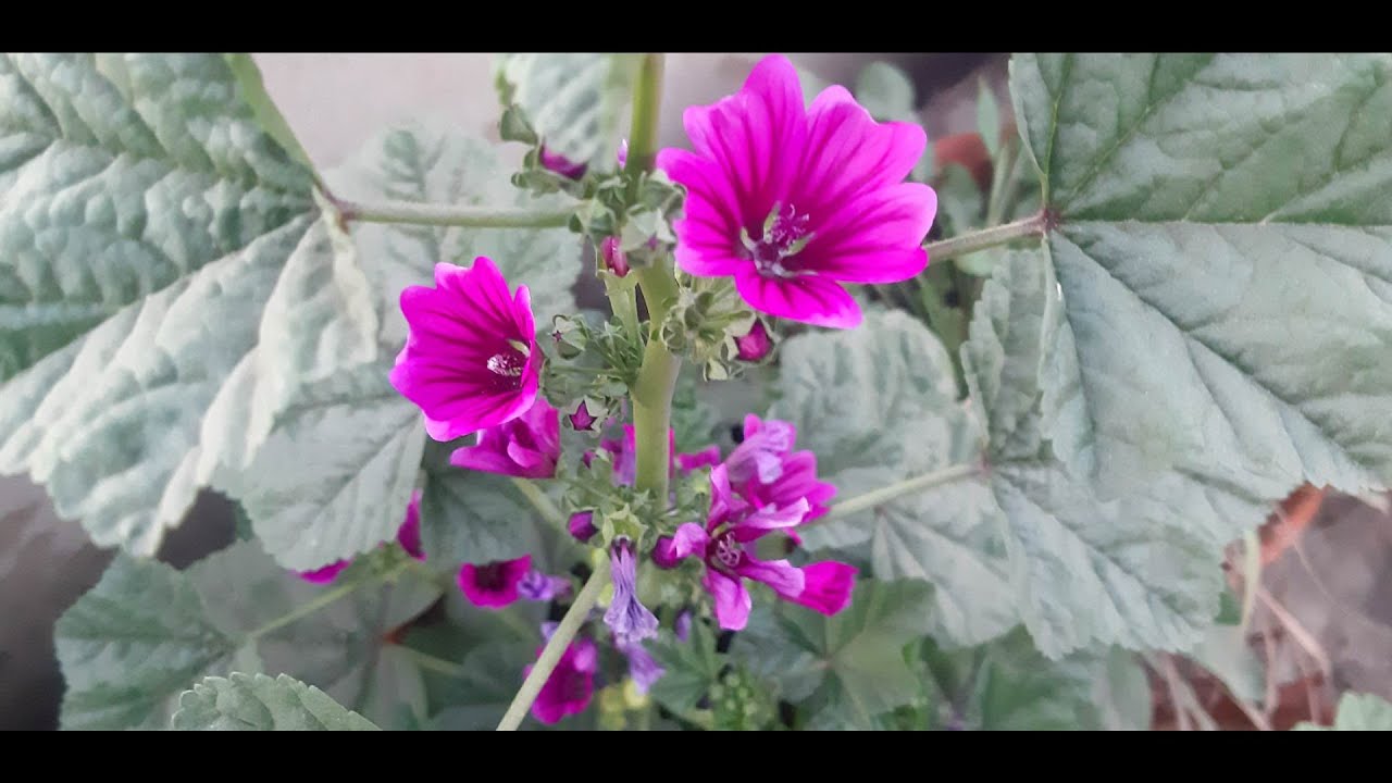 Winter Flower | French Mallow (Malva - Sylvestris) | Tips To Grow ...