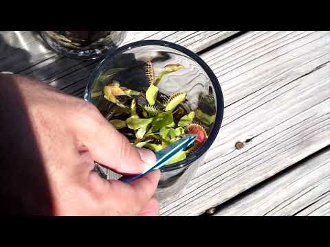 How To Feed Venus Fly Traps Dehydrated Crickets