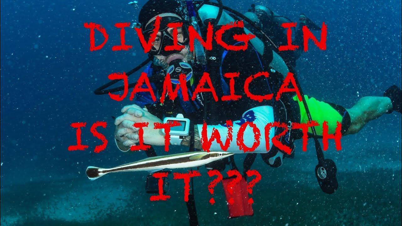 Diving With Dressel Divers In Montego Bay, Jamaica - Nov 2024 - YouTube
